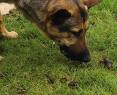 Coprofagia en perros: ¿qué hacer? | EnPlenitud